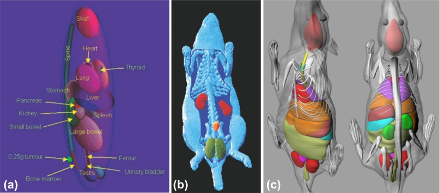 Historical development and overview of computational animal models ...