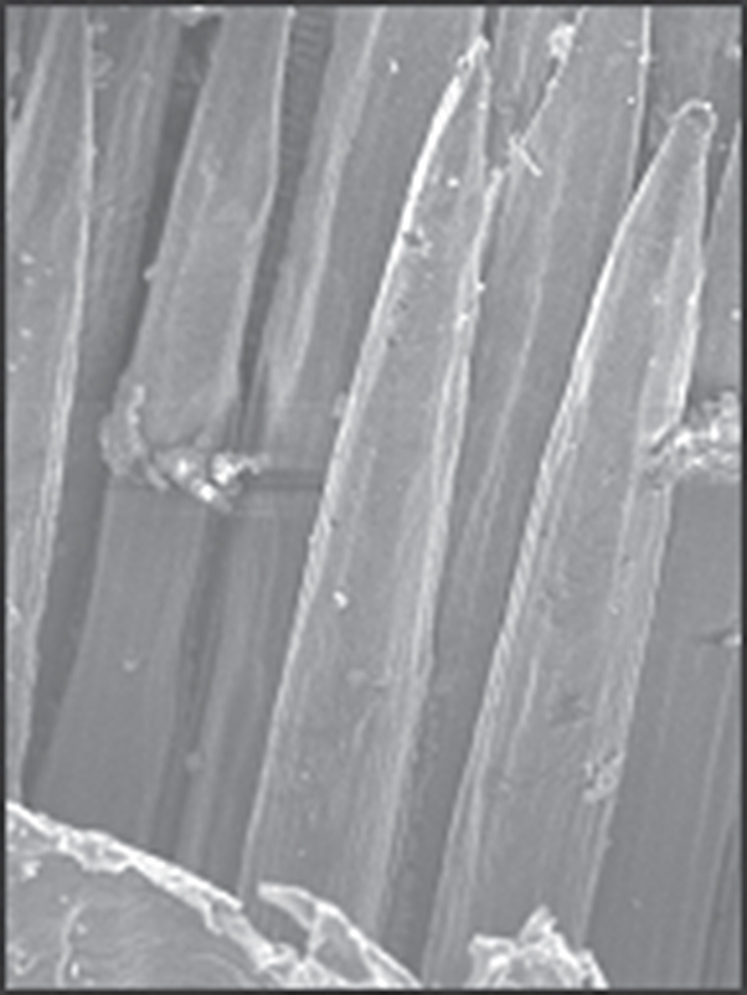 Response of the meteoroid/meteorite to aerodynamic forces and ablation ...