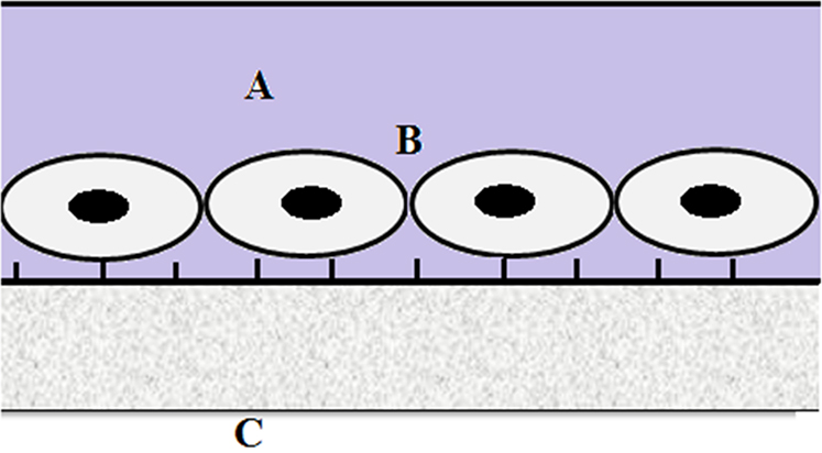 Culture media for animal cells - Book chapter - IOPscience