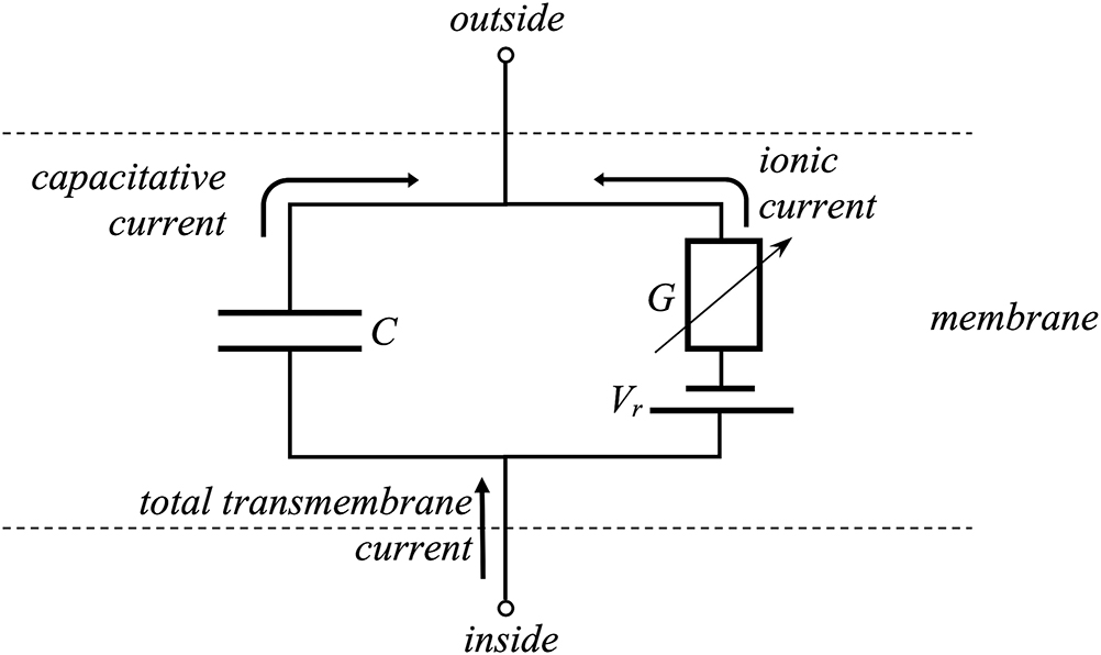 Electrical properties of neurons - Book chapter - IOPscience