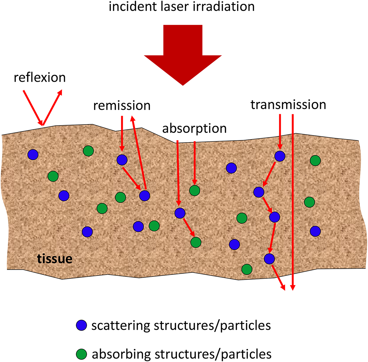 Tissue optics and laser–tissue interactions - Book chapter - IOPscience
