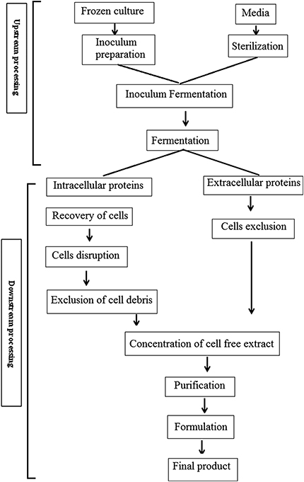 Technologies and procedures involved in enzyme production - Book ...