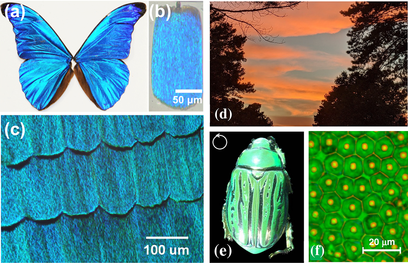 Introduction to optical microscope and image formation - Book chapter ...