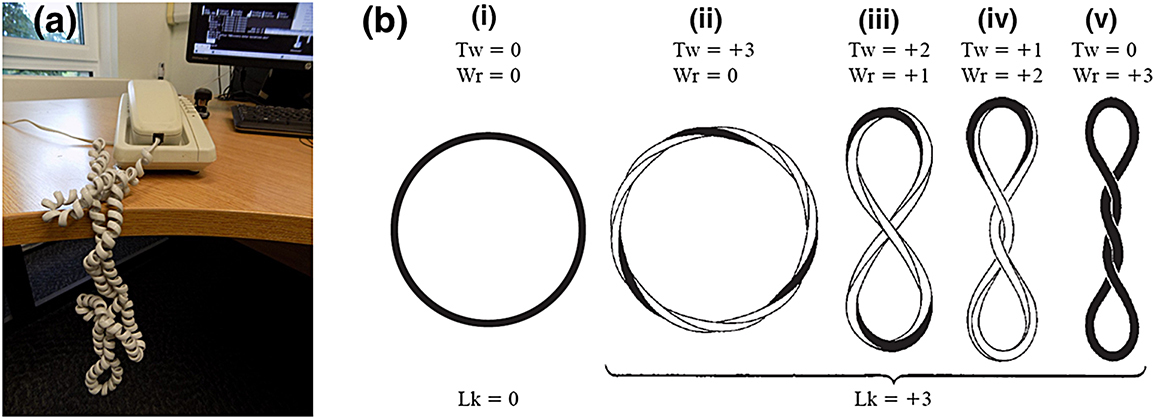 The Physics of DNA and Chromosomes - Book chapter - IOPscience