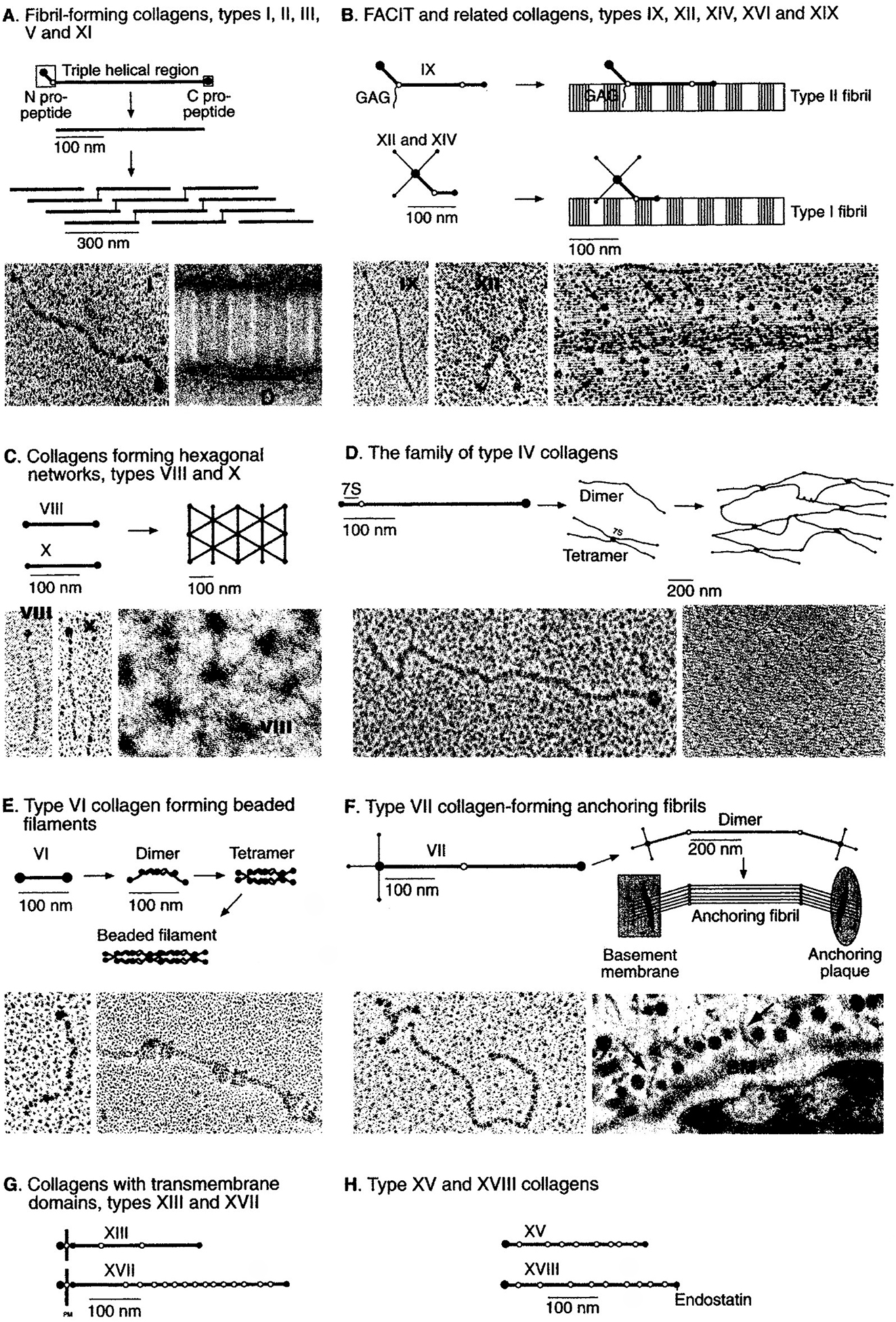 The structure of collagen - Book chapter - IOPscience