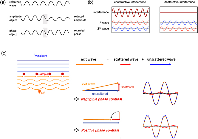 Transmission light microscopy - Book chapter - IOPscience