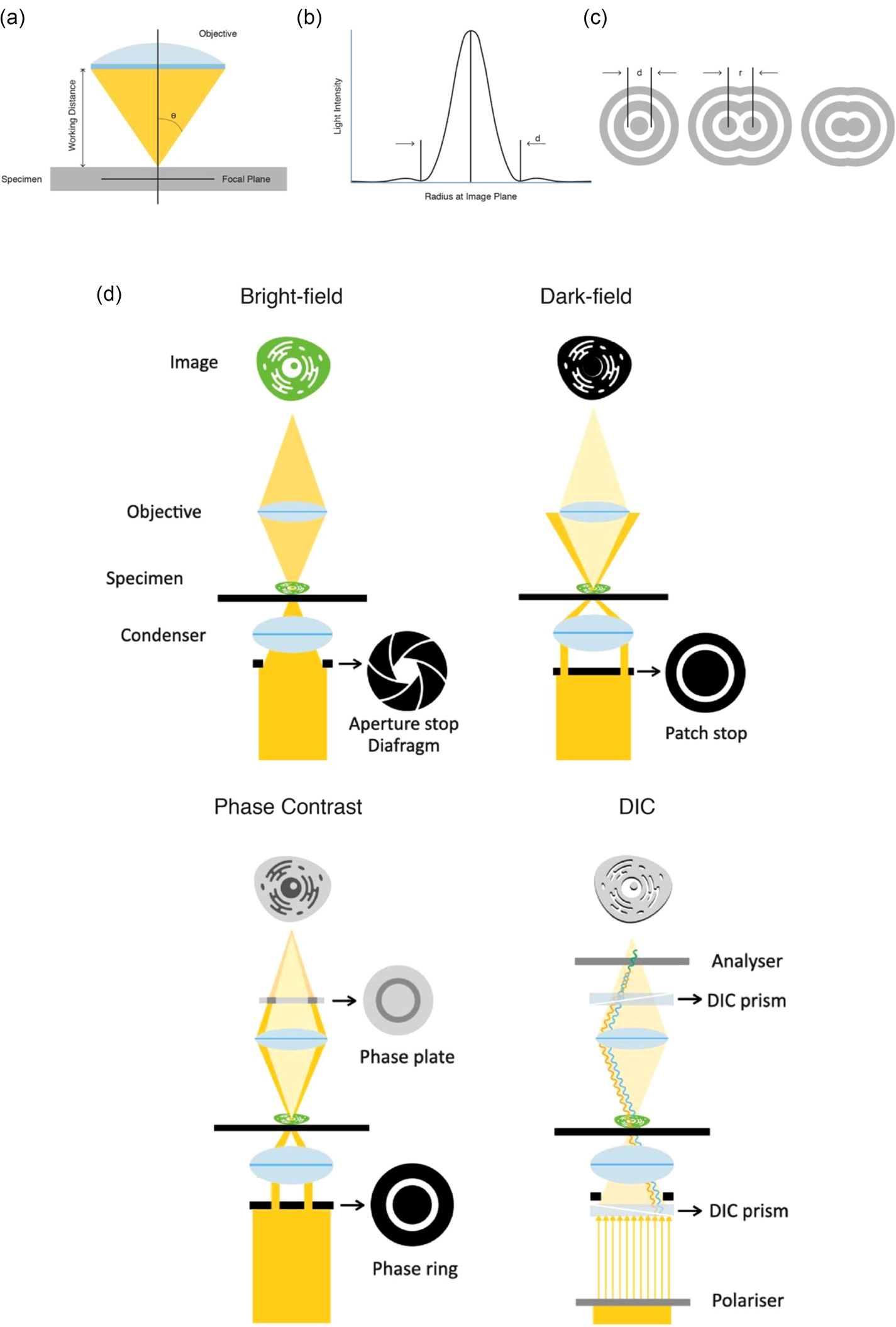 Transmission light microscopy - Book chapter - IOPscience