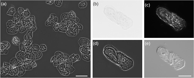 Transmission light microscopy - Book chapter - IOPscience