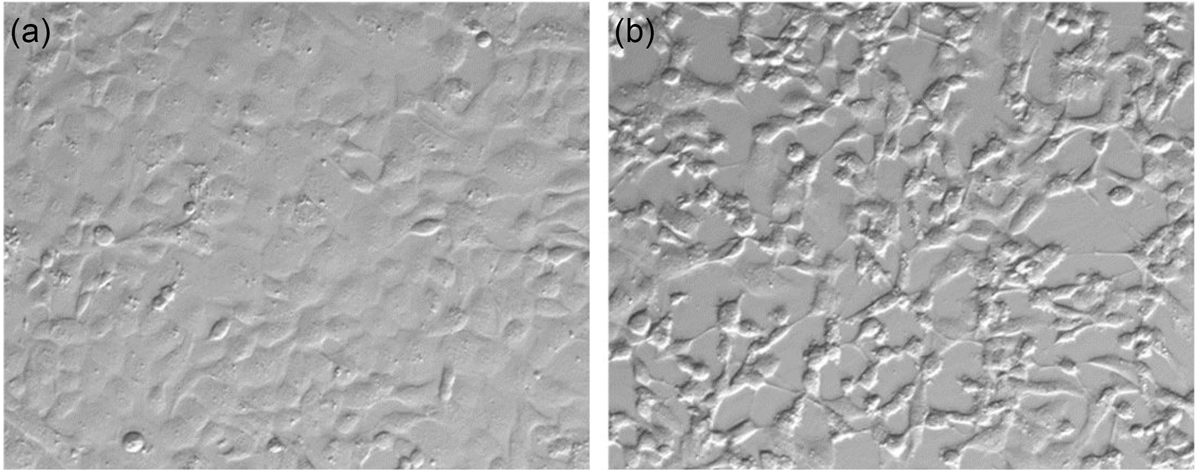 Transmission light microscopy - Book chapter - IOPscience