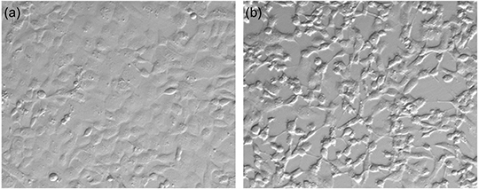 Transmission light microscopy - Book chapter - IOPscience
