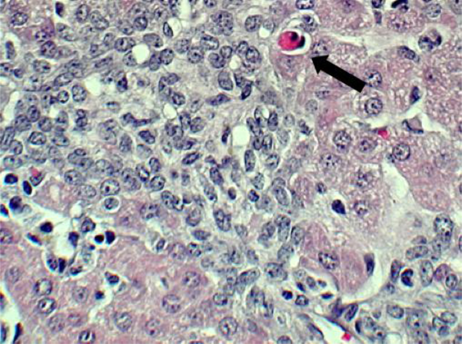 Transmission light microscopy - Book chapter - IOPscience