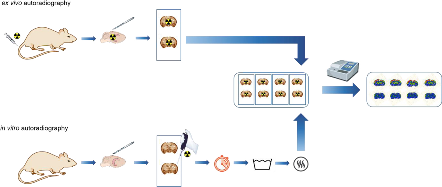 Autoradiography - Book chapter - IOPscience