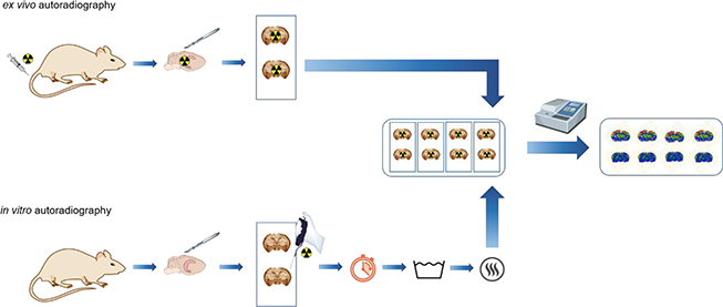 Autoradiography - Book chapter - IOPscience