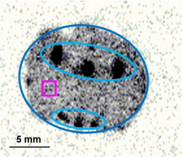 Autoradiography - Book chapter - IOPscience