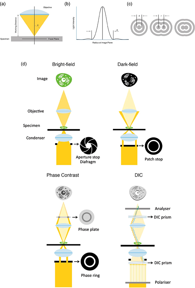 Transmission light microscopy - Book chapter - IOPscience