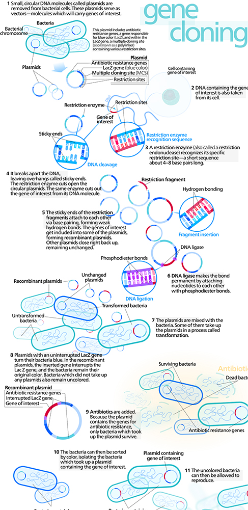 Cell line development - Book chapter - IOPscience