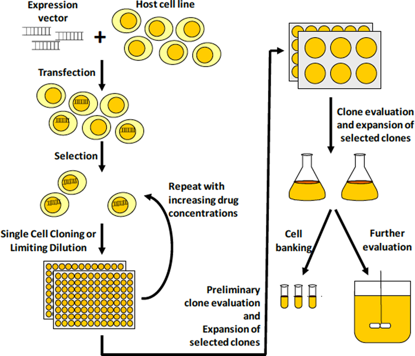 Cell line development - Book chapter - IOPscience