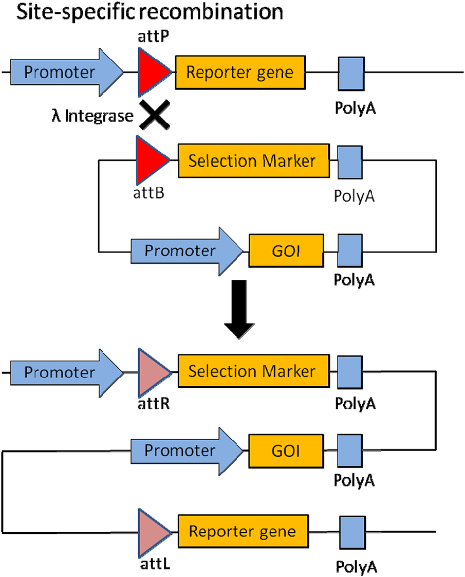 Cell line development - Book chapter - IOPscience