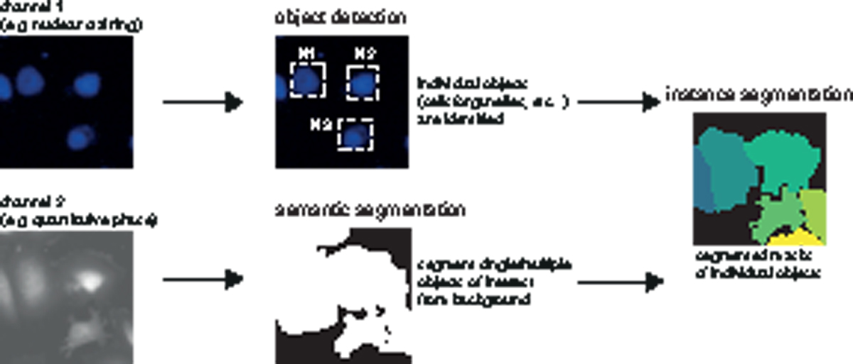 Multimodal image segmentation - Book chapter - IOPscience