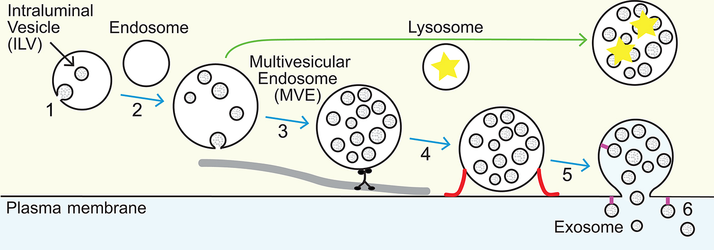 Molecular regulation of multivesicular endosome fusion and exosome ...
