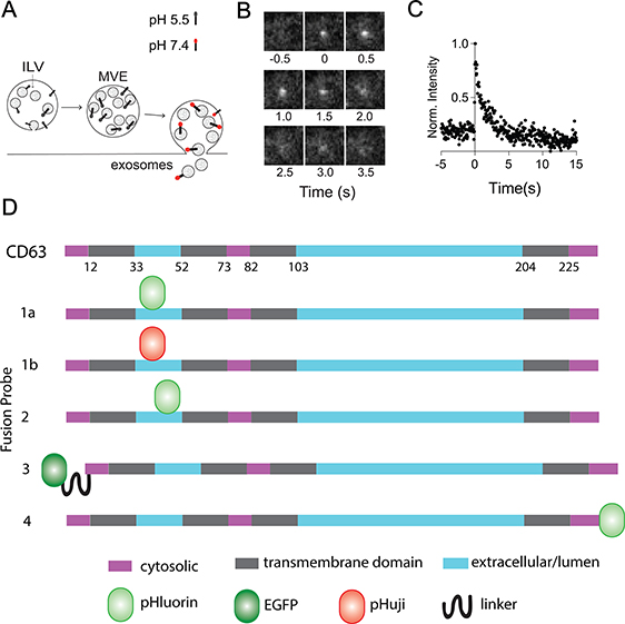 Molecular regulation of multivesicular endosome fusion and exosome ...