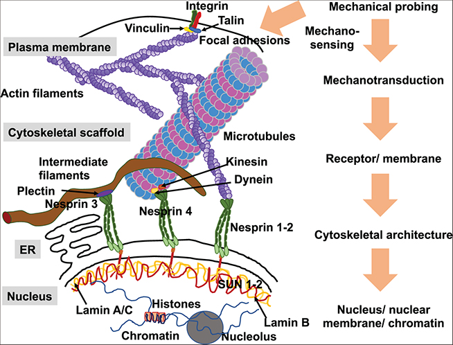 Mechanosensing and the mechanotransduction of cells - Book chapter ...