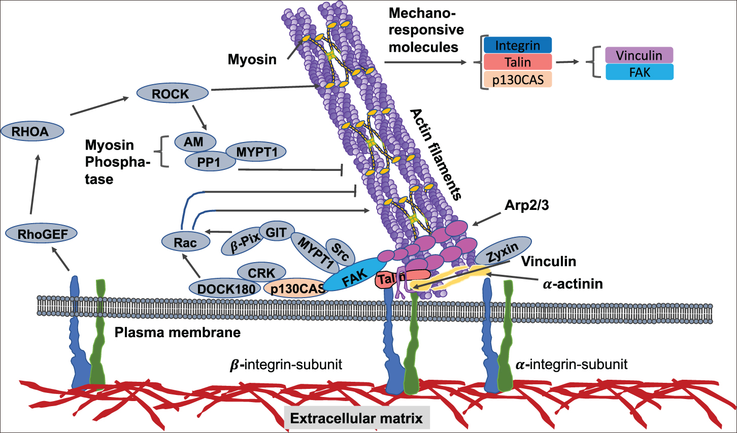 Mechanosensing and the mechanotransduction of cells - Book chapter ...