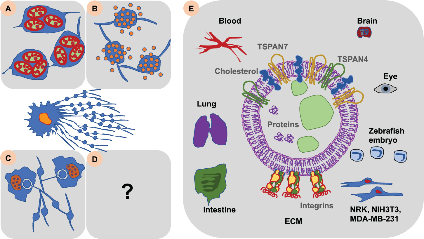 Mechanosensing and the mechanotransduction of cells - Book chapter ...