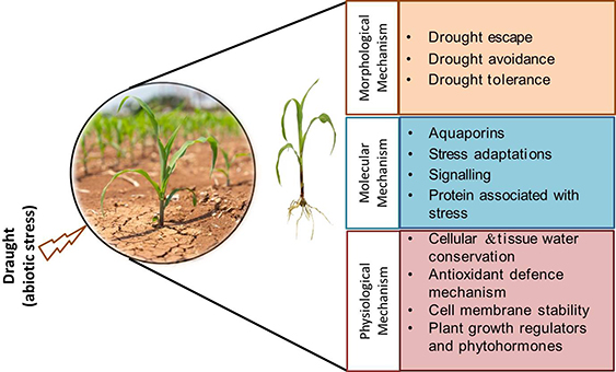 Mechanistic insight into understanding drought stress response in ...