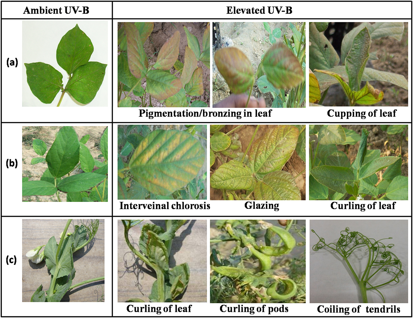 Potential impacts of ultraviolet-B radiation on crop plants and its ...