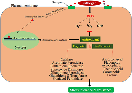 The role of antioxidant system vis-à-vis reactive oxygen species with ...