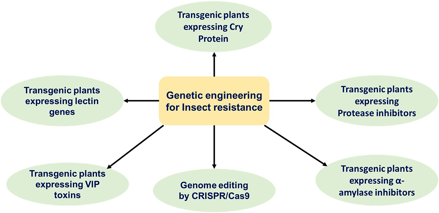 Genetic engineering approaches for insect resistance in major ...