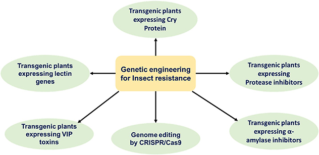 Genetic engineering approaches for insect resistance in major ...