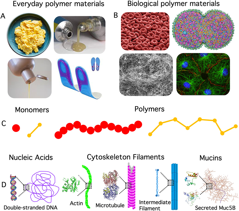 Introduction to biopolymers and their networks - Book chapter - IOPscience