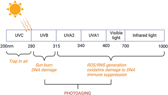 Skin photoaging - Book chapter - IOPscience