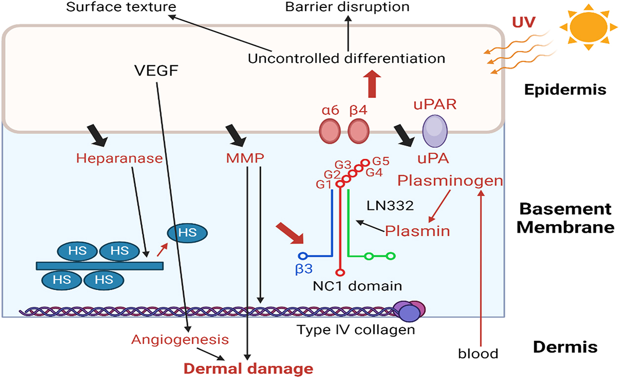 Skin photoaging - Book chapter - IOPscience
