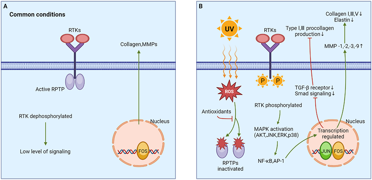 Skin photoaging - Book chapter - IOPscience