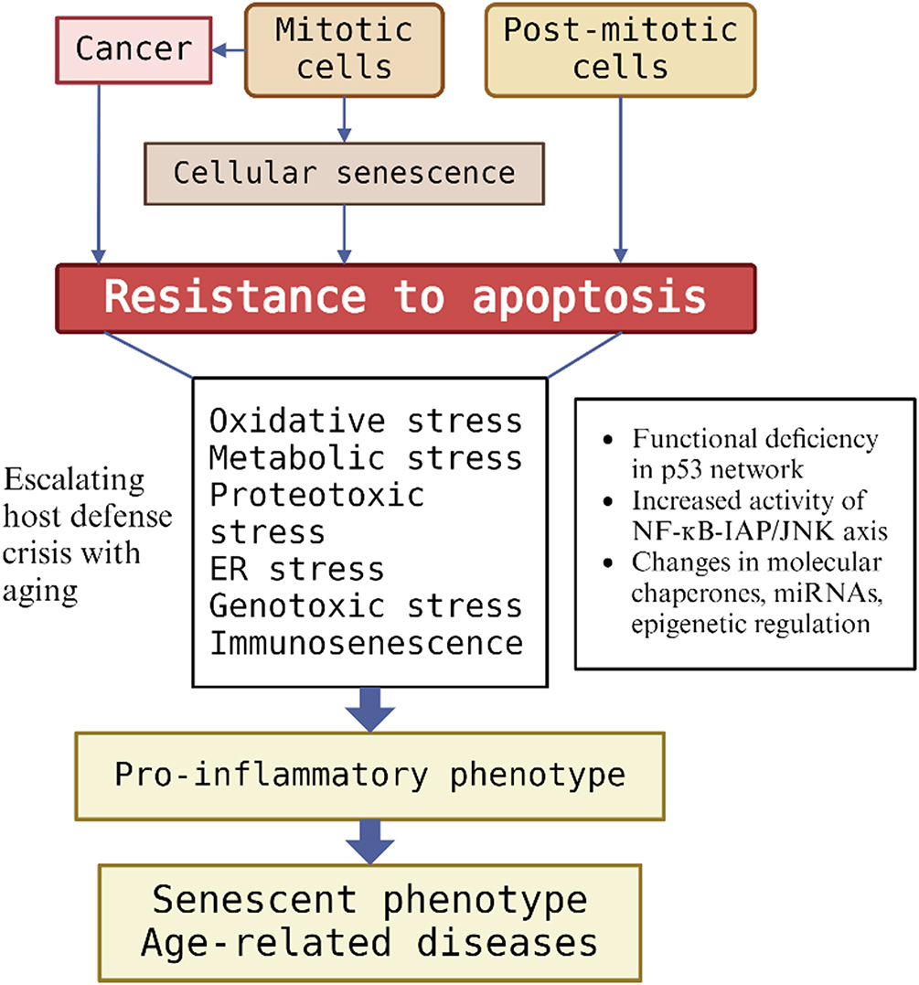 Skin photoaging - Book chapter - IOPscience