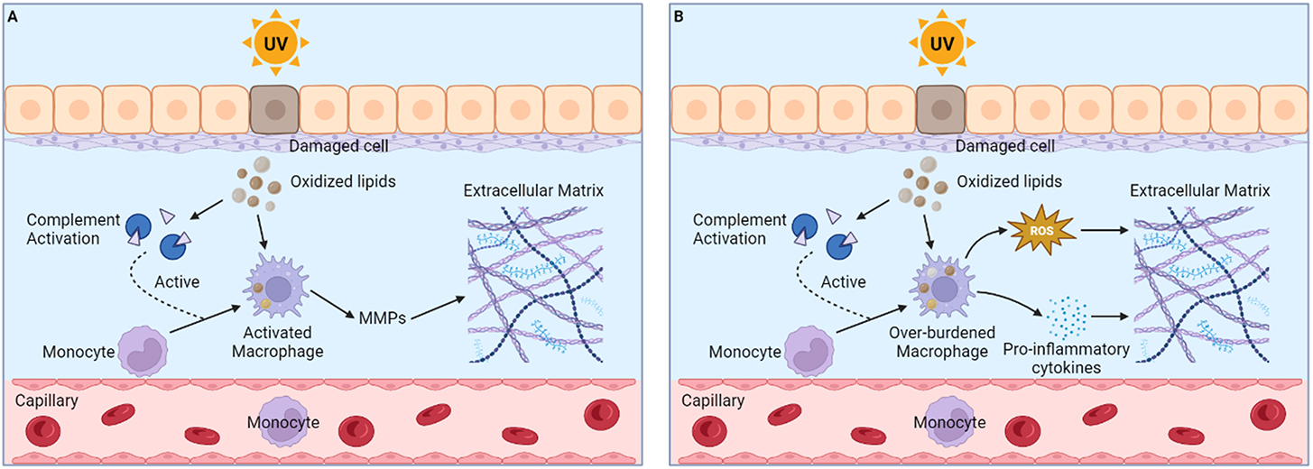 Skin photoaging - Book chapter - IOPscience