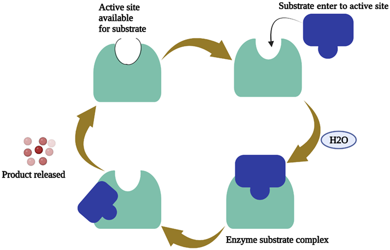 Introduction to enzymes and their applications - Book chapter - IOPscience