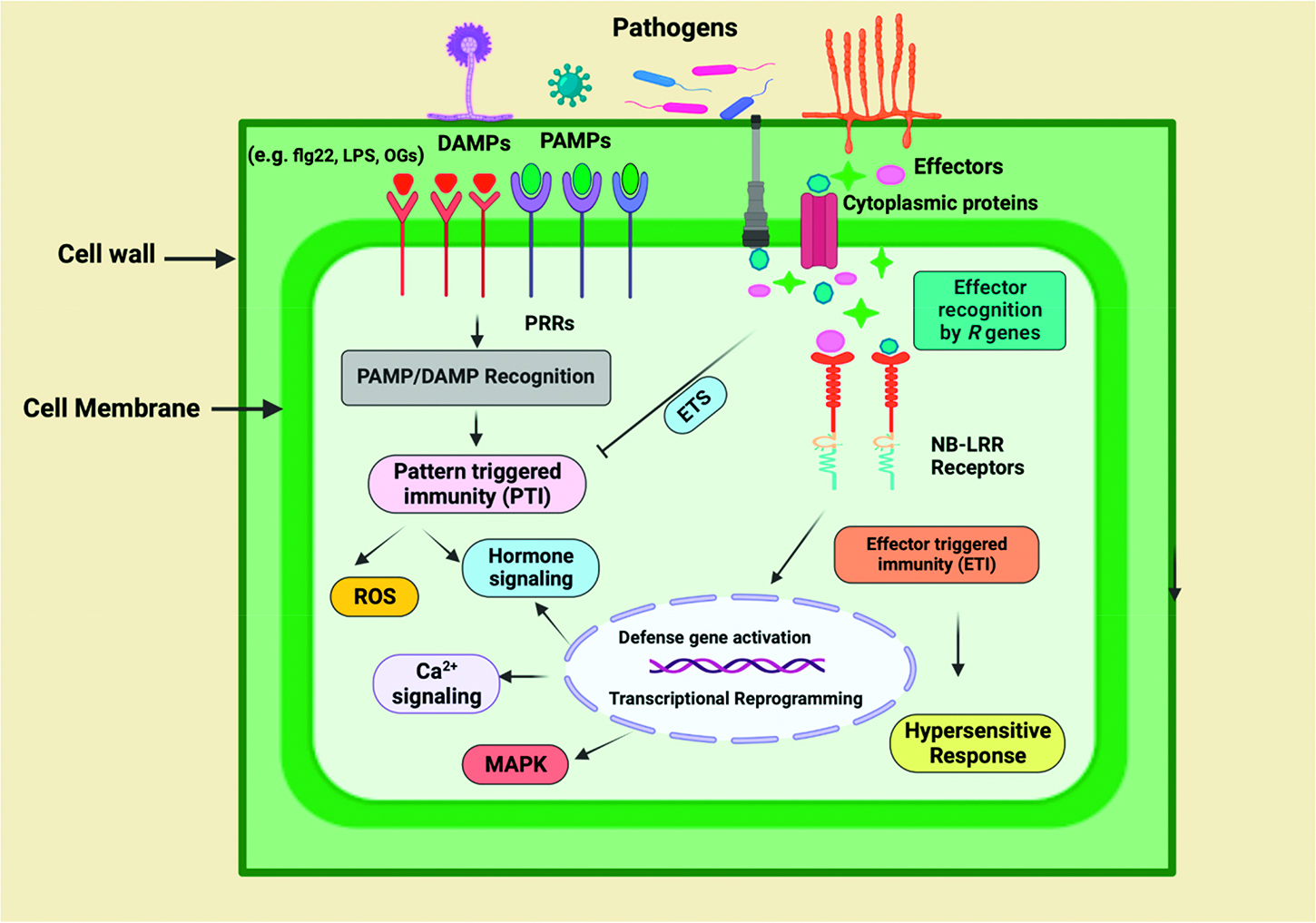 The arms race of plants and pathogens: an introduction - Book chapter ...