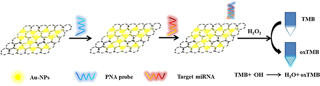 Development of paper-based assay for detection of miRNA in various ...
