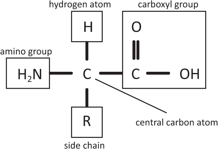Introduction to cells - Book chapter - IOPscience