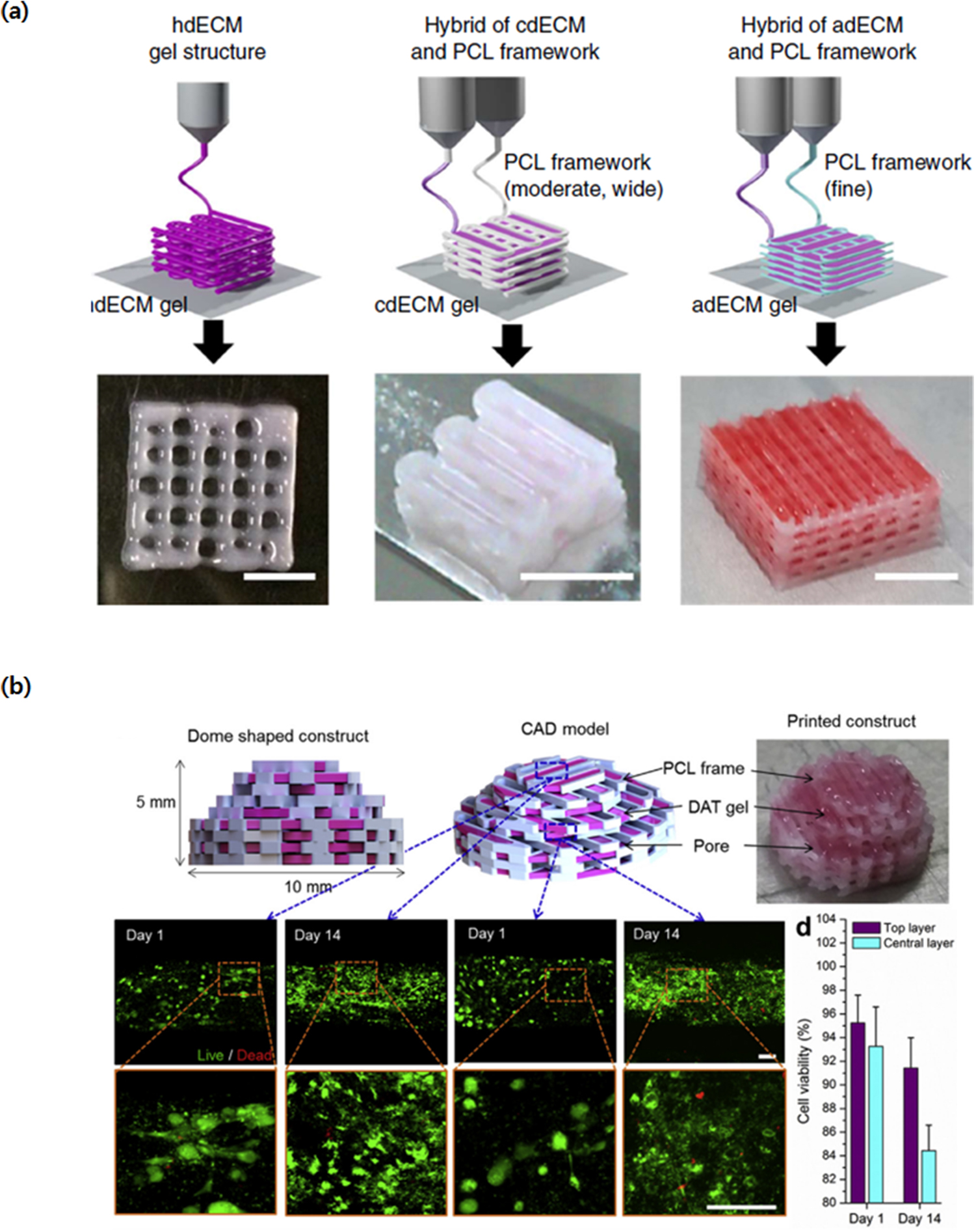 Decellularized extracellular matrix (dECM) - Book chapter - IOPscience