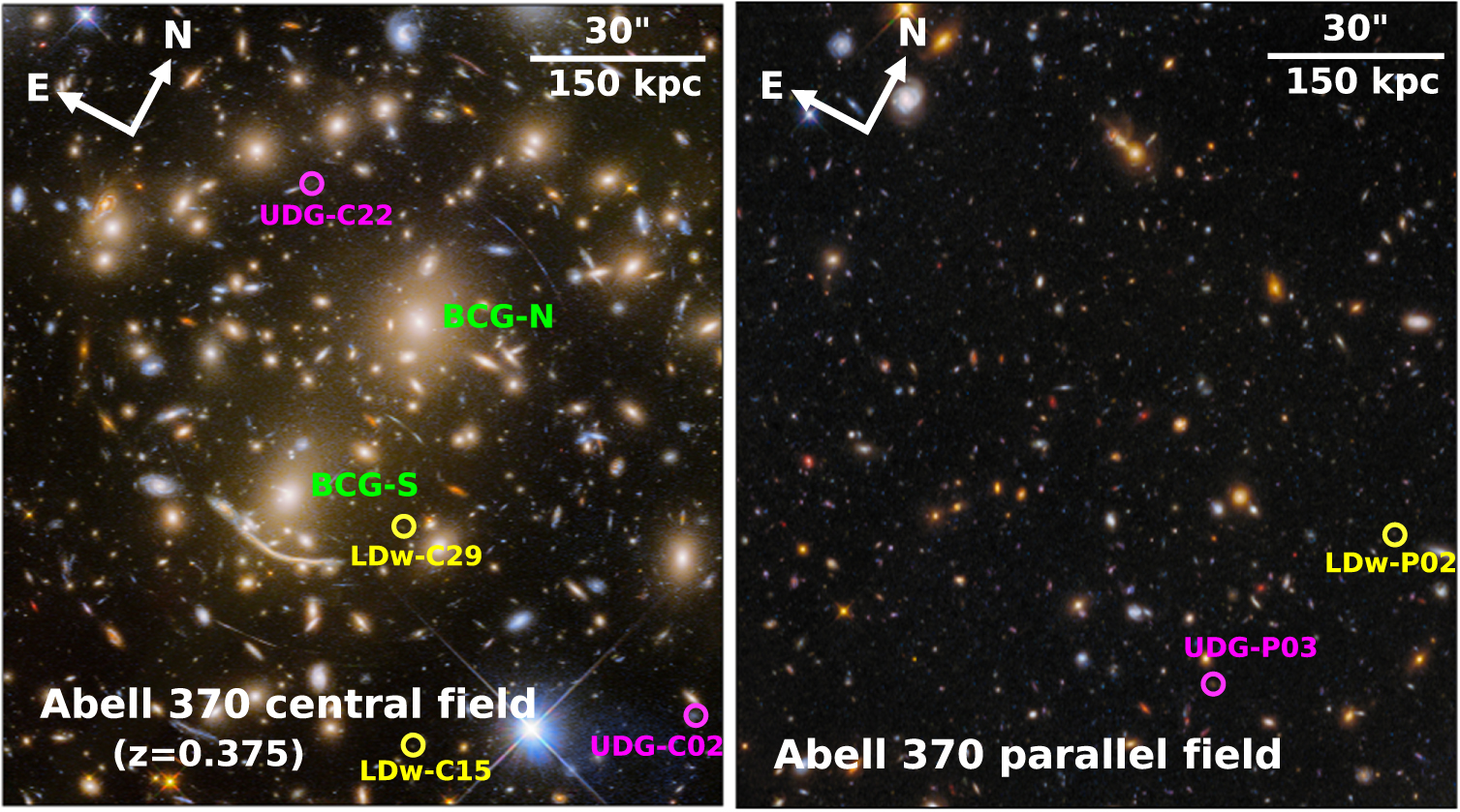 The Nature of Ultra-diffuse Galaxies in Distant Massive Galaxy Clusters ...