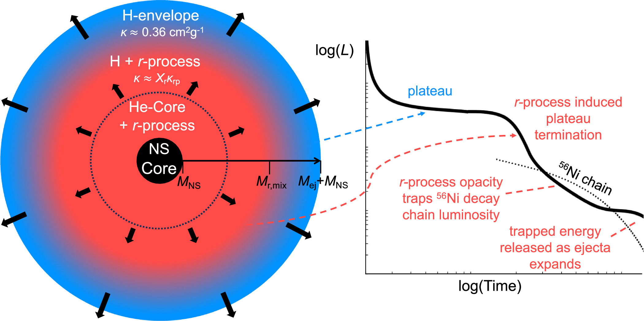 The Effects of r-Process Enrichment in Hydrogen-rich Supernovae ...