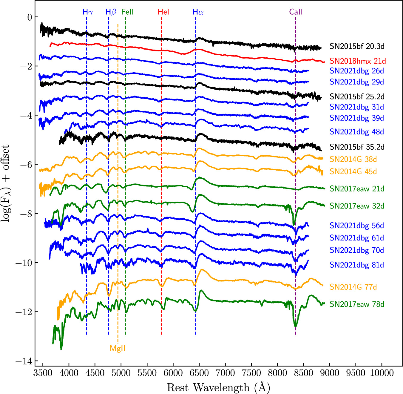 SN 2021dbg: A Luminous Type IIP–IIL Supernova Exploding from a Massive ...