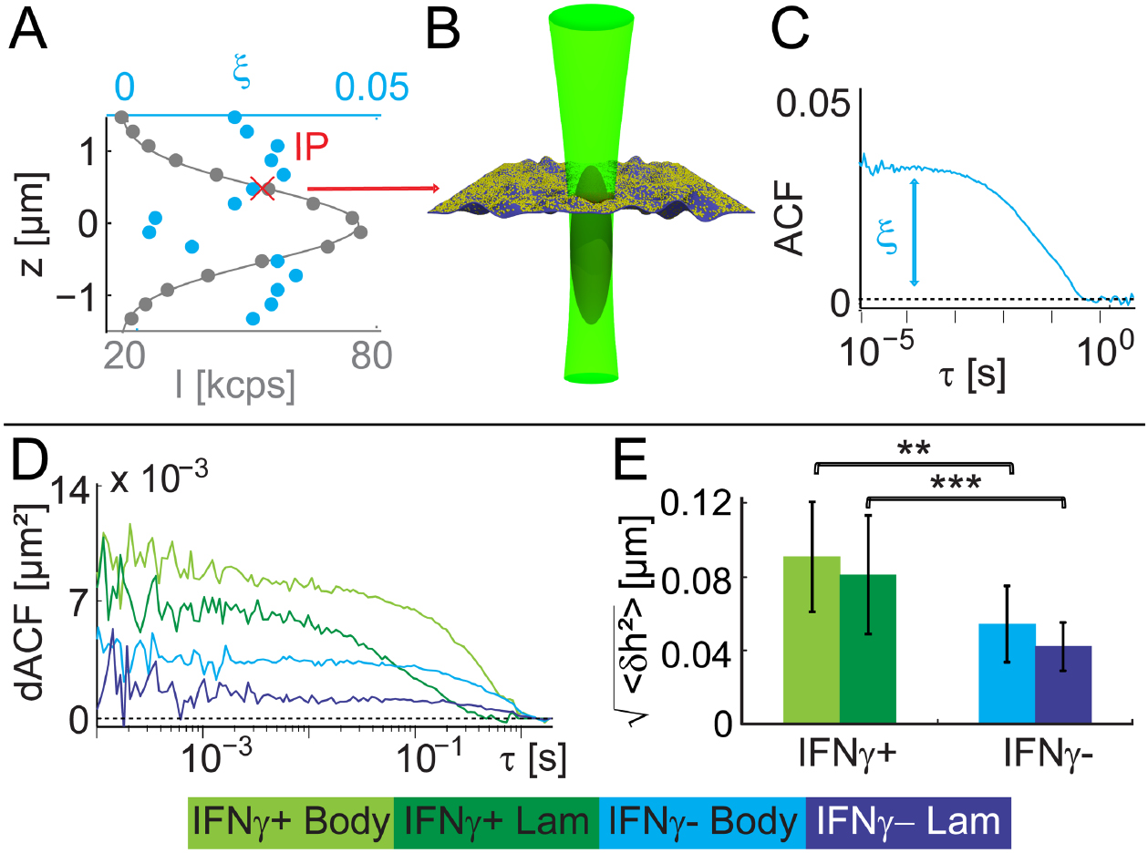 Measuring shape fluctuations in biological membranes - IOPscience