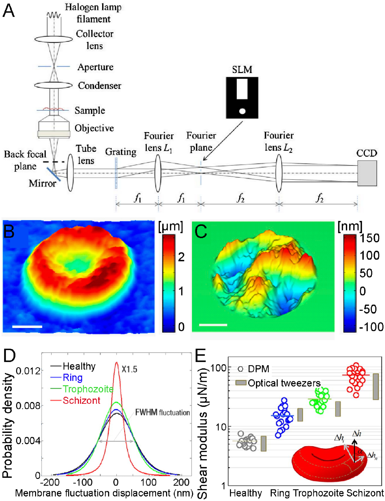 Measuring shape fluctuations in biological membranes - IOPscience