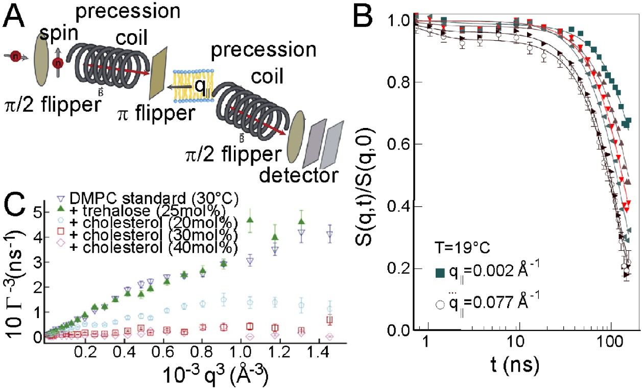 Measuring shape fluctuations in biological membranes - IOPscience